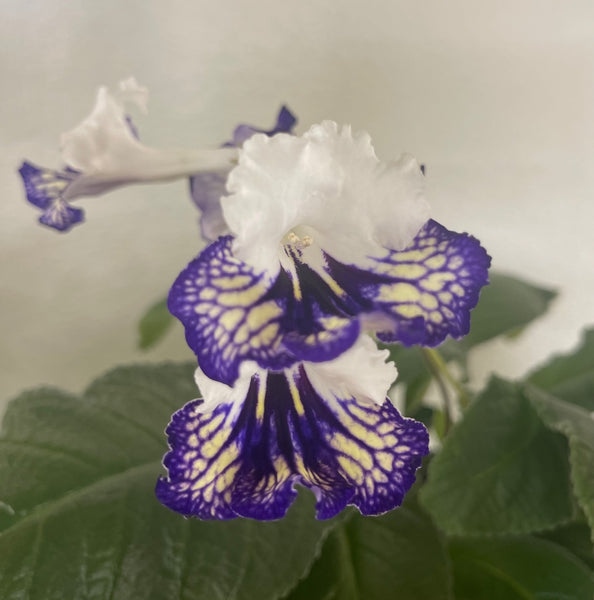 CARNIVAL leaf section – World Of Streps